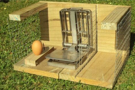 Humane Stoat, Rat, Ferret & Possum Traps | Predator traps made in NZ